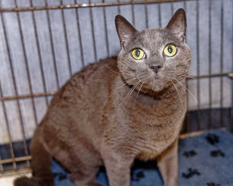 Kitty Angels - Bemis