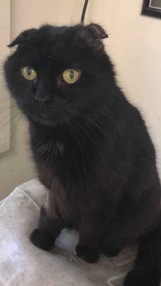 Kitty Angels - Ducky