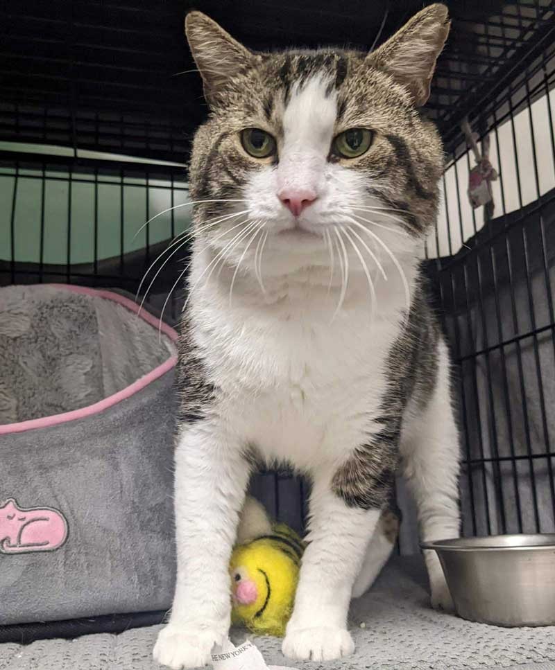 Kitty Angels - Graham