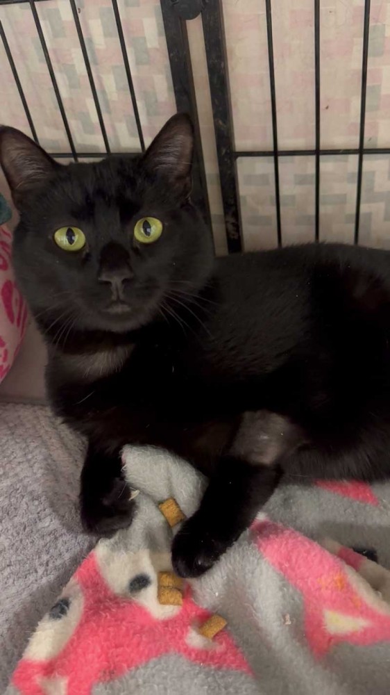 Kitty Angels - Mister B