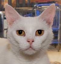 Kitty Angels - No-kill cat shelter for NH and MA