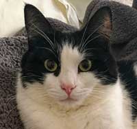 Kitty Angels - No-kill cat shelter for NH and MA